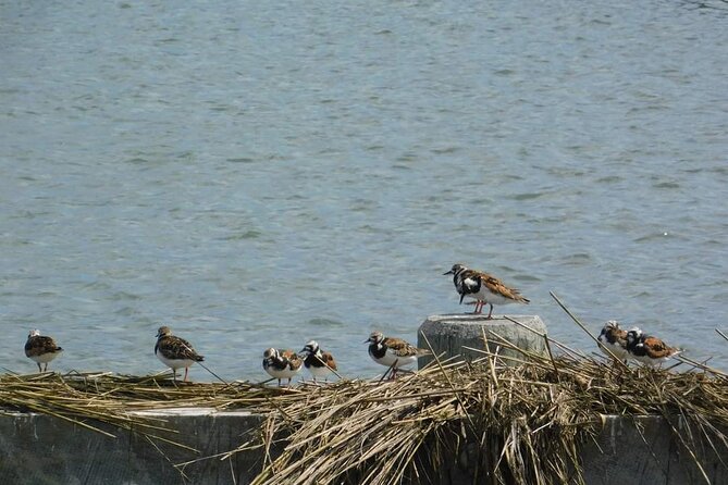 Wetlands Safari Eco-Cruise in Cape May (Birding By Boat) - Who Should Book This Tour?