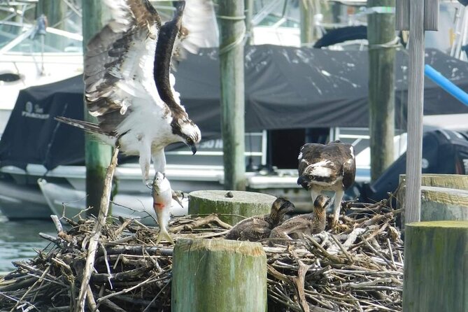 Wetlands Safari Eco-Cruise in Cape May (Birding By Boat) - Frequently Asked Questions