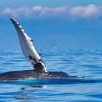 Whale and Dolphin Watch Boat Cruise in Oahu - The Itinerary: A Closer Look