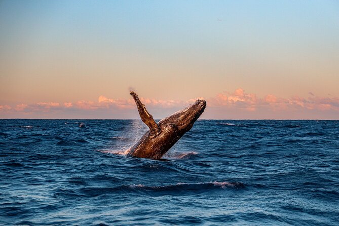 Whale and Dolphin Watch Boat Cruise in Oahu - FAQ