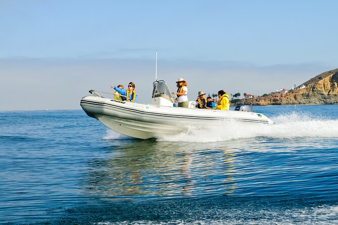 Whale and Dolphin Watching in San Diego - What to Expect From Your San Diego Whale and Dolphin Tour