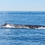 Whale and Dolphin Watching in San Diego - Pricing and Value