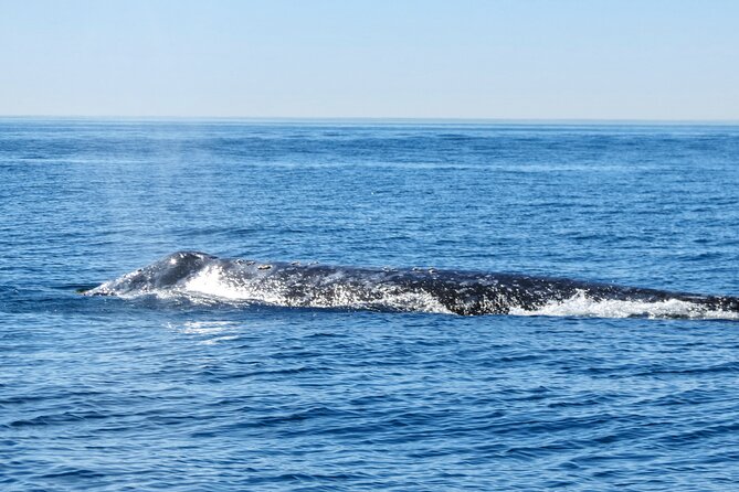 Whale and Dolphin Watching in San Diego - Pricing and Value
