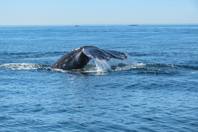 Whale and Dolphin Watching in San Diego - Practical Tips for Your Trip