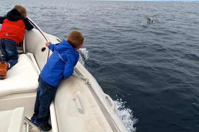 Whale and Dolphin Watching in San Diego - The Experience: Pros and Cons
