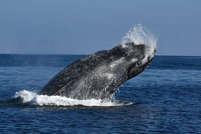 Whale and Dolphin Watching in San Diego - Who Is This Tour Best For?