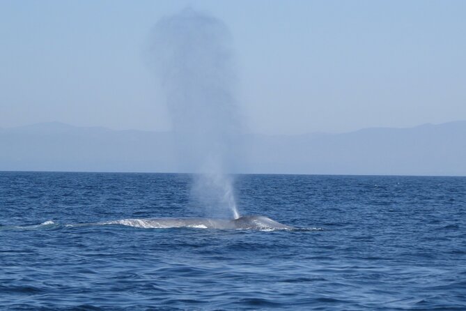 Whale and Dolphin Watching in San Diego - FAQ About Whale and Dolphin Watching in San Diego
