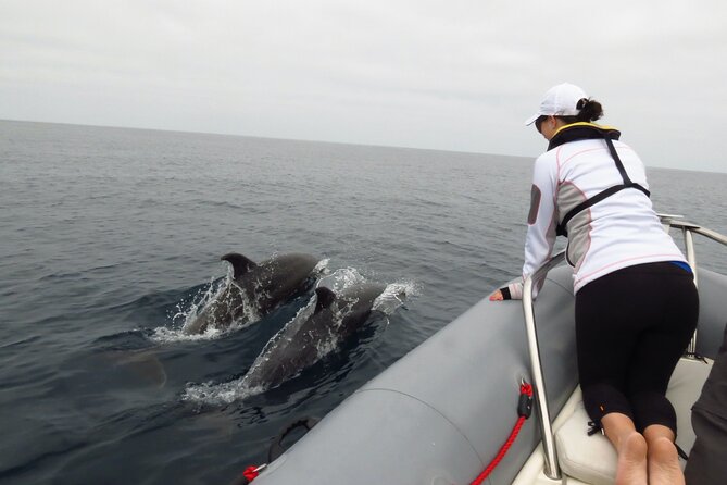 Whale and Dolphin Watching in San Diego - Final Thoughts