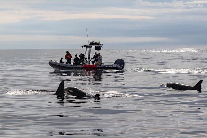 Whale and Dolphin Watching in San Diego Speedboat Tour - The Practical Aspects: Booking, Price, and What’s Included