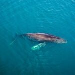 Whale and Dolphin Watching in San Diego Speedboat Tour - The Real Experience: What Travelers Have Said