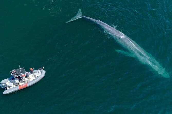 Whale and Dolphin Watching in San Diego Speedboat Tour - Final Thoughts