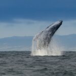 Whale and wildlife watching Private and Semi-Private tours - Practicalities and Logistics