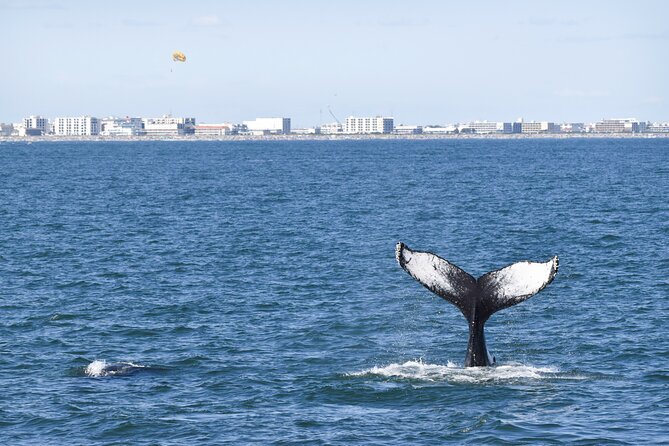 Whale Dolphin and Bird Watching Ecotour Cruise - A Deep Dive into the Ecotour Experience