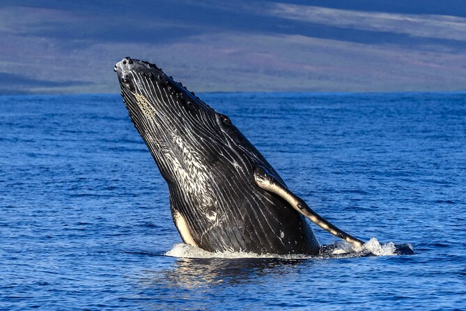 Whale Watch Adventure Aboard Maui's Only Luxury Super Raft - An In-Depth Look at the Maui Whale Watch Adventure