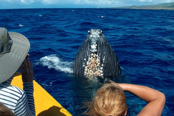 Whale Watch Adventure Aboard Maui's Only Luxury Super Raft - The Sum Up