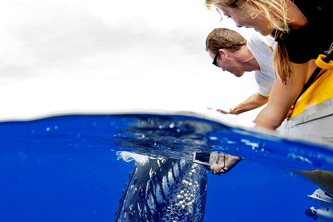 Whale Watch Adventure Aboard Maui's Only Luxury Super Raft - Frequently Asked Questions