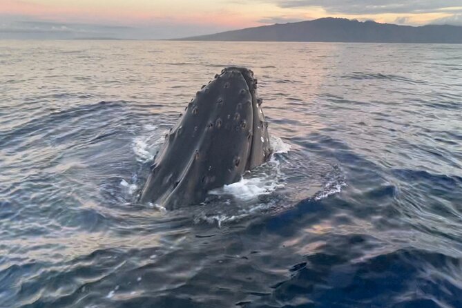 Whale Watch and Scenic Tour from Kayak - An In-Depth Look at the Tour Experience