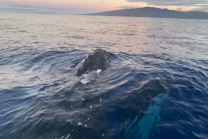 Whale Watch and Scenic Tour from Kayak - Why This Tour Might Be Perfect for You