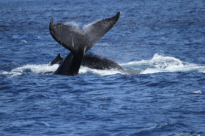 Whale Watch Cruise Aboard The Majestic by Atlantis Cruises - Why This Tour Offers Good Value  