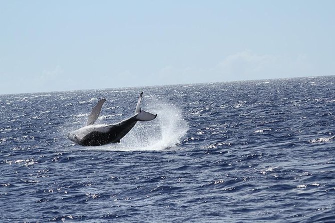 Whale Watch Cruise Aboard The Majestic by Atlantis Cruises - Final Thoughts  