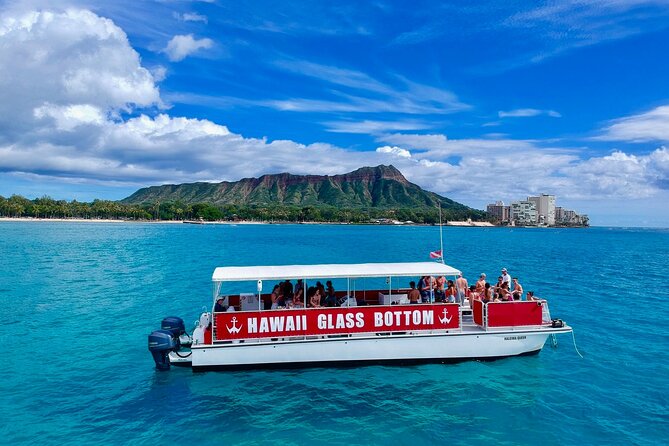 Whale Watch, Dolphins, Turtles and Sightseeing Cruise - Key Points