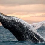 Whale Watch, Dolphins, Turtles and Sightseeing Cruise - What to Expect from the Itinerary