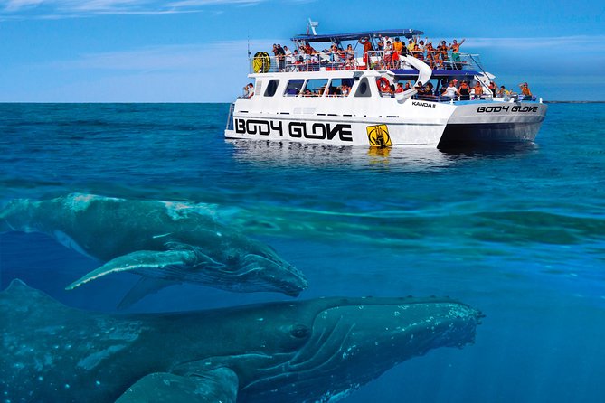 Whale Watch Excursion from the Big Island - The Experience: What to Expect on the Big Island Whale Watching Tour