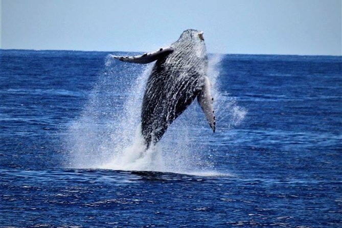 Whale Watch Excursion from the Big Island - Analyzing the Value for the Price
