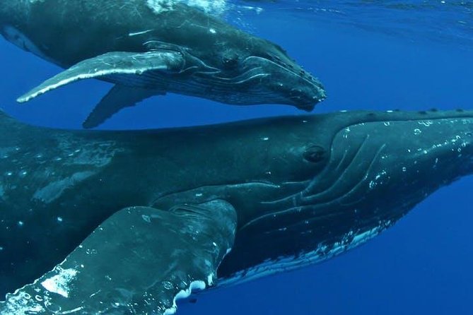 Whale Watch Excursion from the Big Island - FAQs