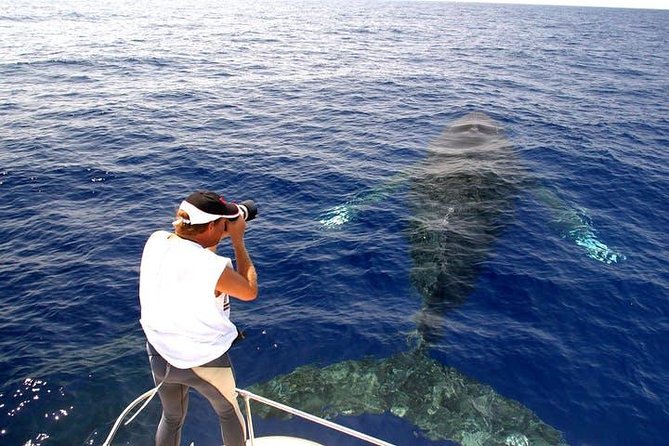 Whale Watch Excursion from the Big Island - Final Thoughts