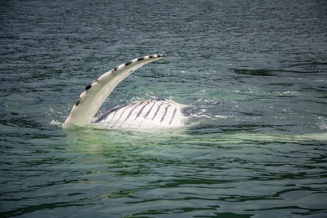 Whale Watching Adventure in Juneau - From Booking to Departure: Practical Insights