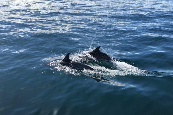 Whale Watching and Fishing Combination Excursions - What to Expect from the Tour