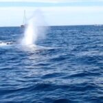 Whale Watching and Fishing Combination Excursions - Authentic Insights from Reviewers