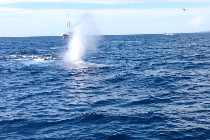 Whale Watching and Fishing Combination Excursions - Authentic Insights from Reviewers