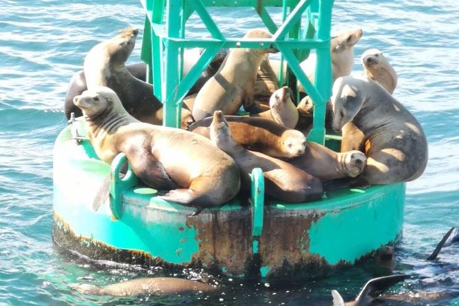 Whale Watching and Fishing Combination Excursions - Practical Tips for Travelers