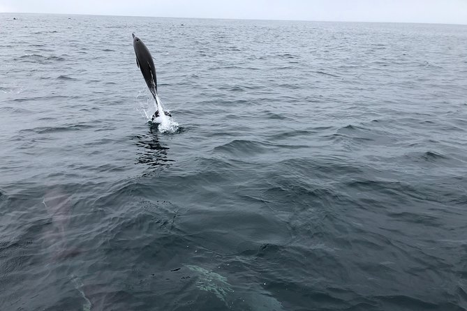 Whale Watching and Fishing Combination Excursions - Who Should Consider This Tour?