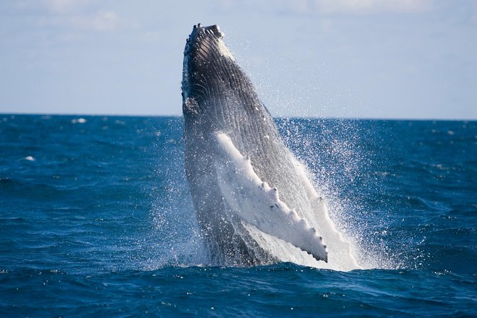 Whale-Watching and Orange County Beaches Tour from Anaheim - Authentic Experiences and Hidden Highlights
