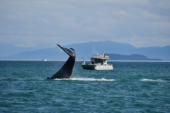 Whale Watching Charters and Bear search through Icy Strat Alaska - Key Points
