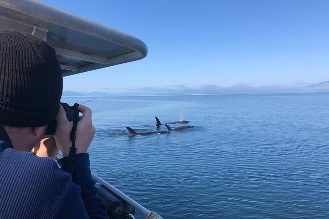 Whale Watching Charters and Bear search through Icy Strat Alaska - Why This Tour Offers Excellent Value