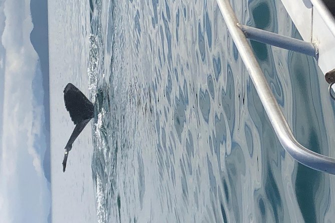 Whale Watching Charters and Bear search through Icy Strat Alaska - Who Should Book This Tour?