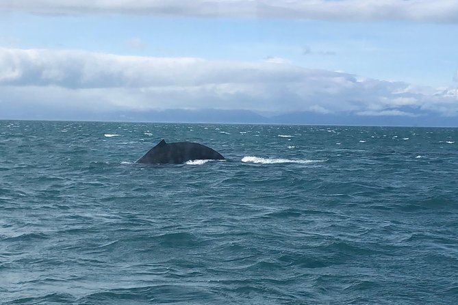 Whale Watching Charters and Bear search through Icy Strat Alaska - The Sum Up: Why This Trip Delivers for Wildlife Enthusiasts