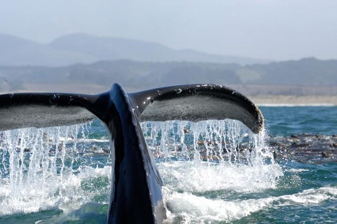 Whale Watching Cruise from Newport Beach - Introduction