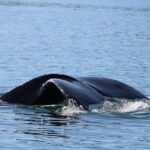 Whale Watching Cruise from Newport Beach - The Sum Up