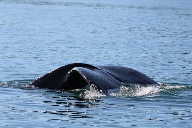 Whale Watching Cruise from Newport Beach - The Sum Up
