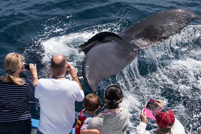Whale-Watching Cruise from Newport Beach - What to Expect on the Newport Beach Whale-Watching Tour