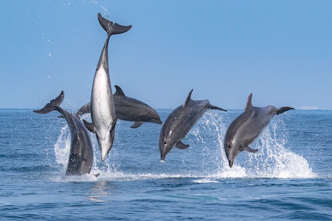 Whale-Watching Cruise from Newport Beach - The Experience of Wildlife Watching