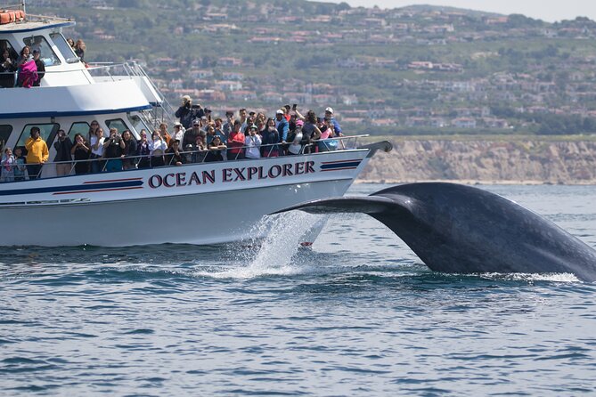 Whale-Watching Cruise from Newport Beach - Practical Details for Your Trip