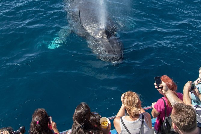 Whale-Watching Cruise from Newport Beach - Authentic Insights from Travelers
