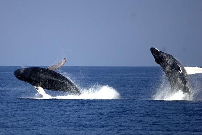 Whale-Watching Cruise from Newport Beach - Who Should Consider This Tour?