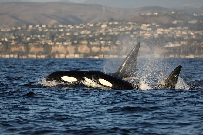 Whale-Watching Cruise from Newport Beach - In Closing